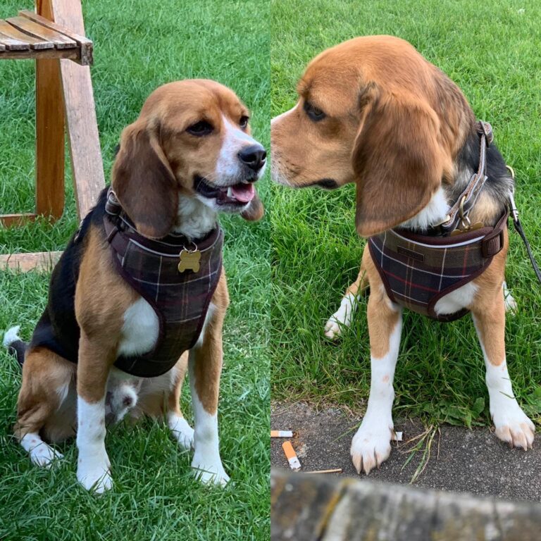 The Importance of a Sit – Four Amigos Veterinary Physiotherapy