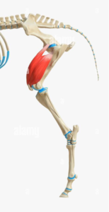Equine Muscles and Movement – Four Amigos Veterinary Physiotherapy