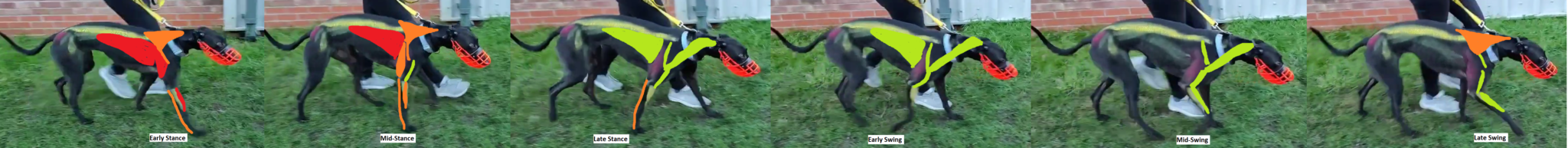 Canine Muscles and Movement – Four Amigos Veterinary Physiotherapy