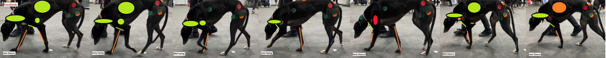 Canine Muscles and Movement – Four Amigos Veterinary Physio