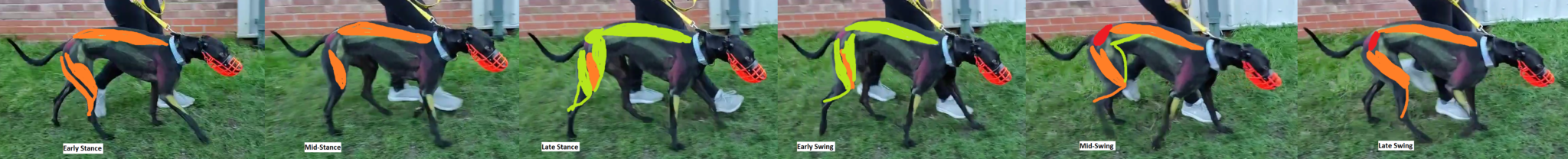 Canine Muscles and Movement – Four Amigos Veterinary Physiotherapy